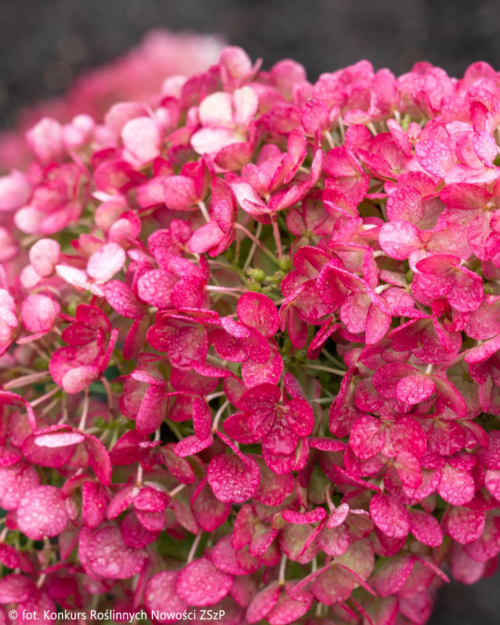Hortensja bukietowa LIVING LITTLE ROSY (Hydrangea paniculata) - opis ...