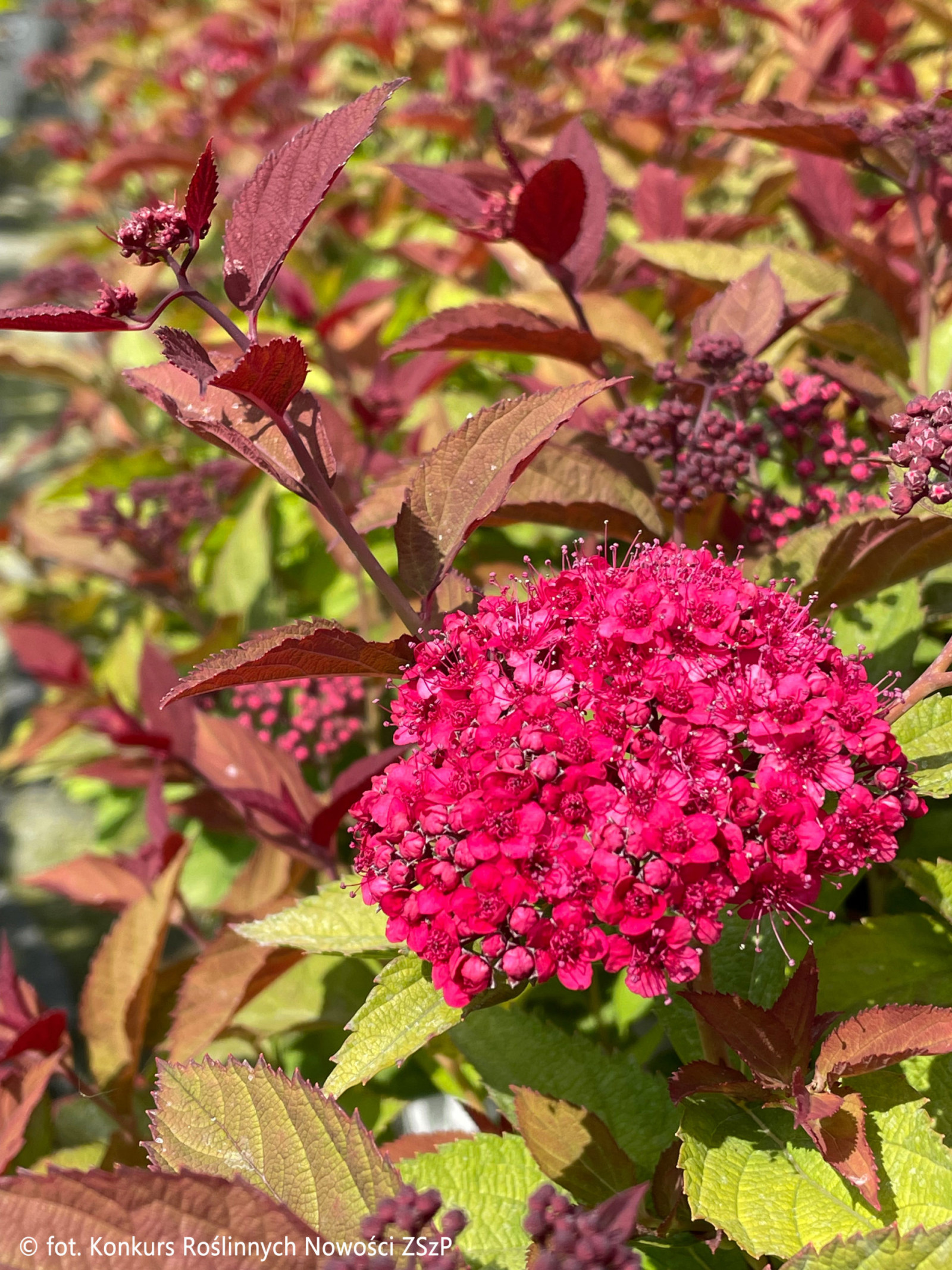 Tawuła japońska DOUBLE PLAY DOOZIE (Spiraea japonica) - opis, wygląd ...