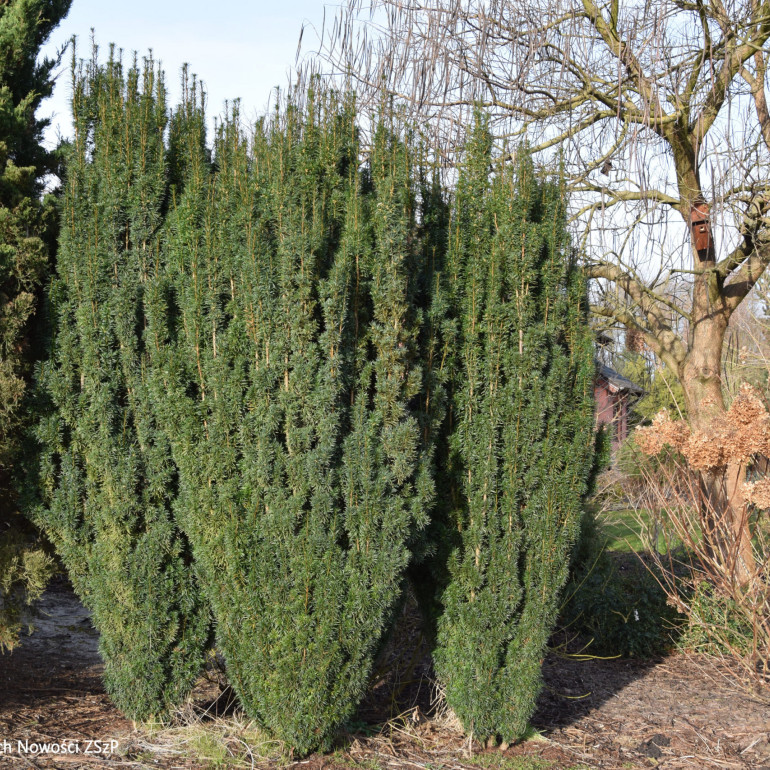 Cis pospolity 'Kazimierz Nowak' (Taxus baccata) - wygląd, wymagania ...