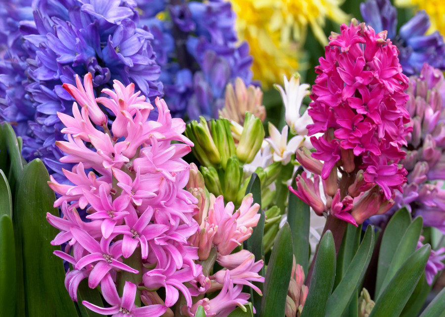 Hiacynt (Hyacinthus) - opis, wygląd, wymagania, uprawa i pielęgnacja ...