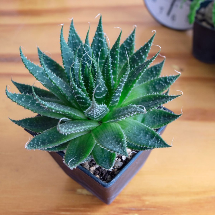 Aloes ościsty - opis, wygląd, wymagania, uprawa i pielęgnacja