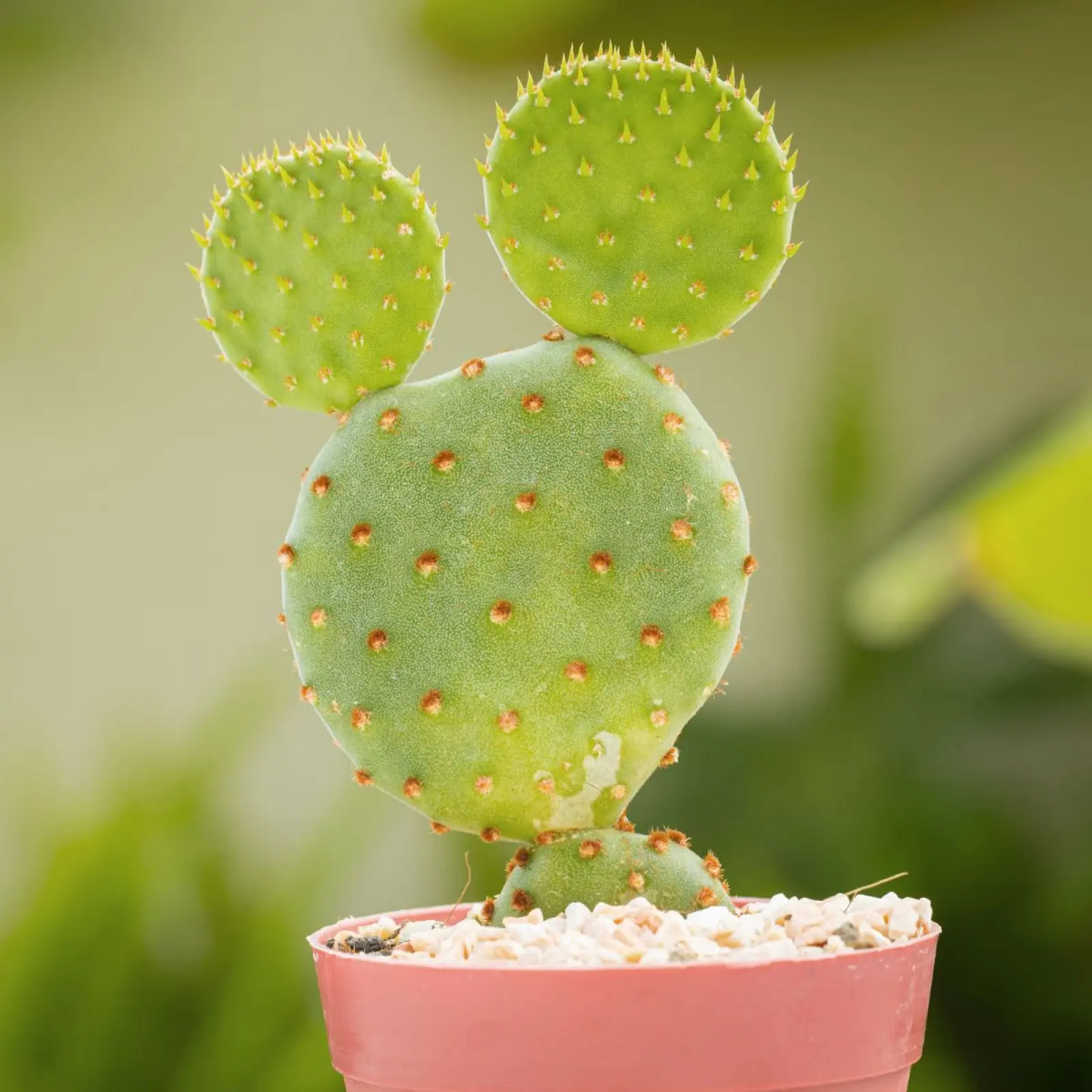 Opuncja figowa (Opuntia ficus-indica) - opis, wygląd, wymagania, uprawa i pielęgnacja