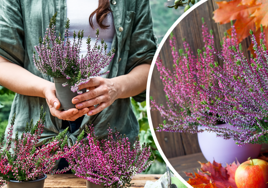 Wrzosy - 48 artykułów na ten temat! | Zielony Ogródek