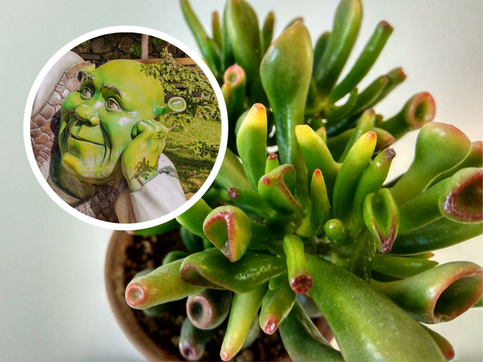 Uszy Shreka w Twoim domu: Jak stworzyć idealne środowisko dla tego ...