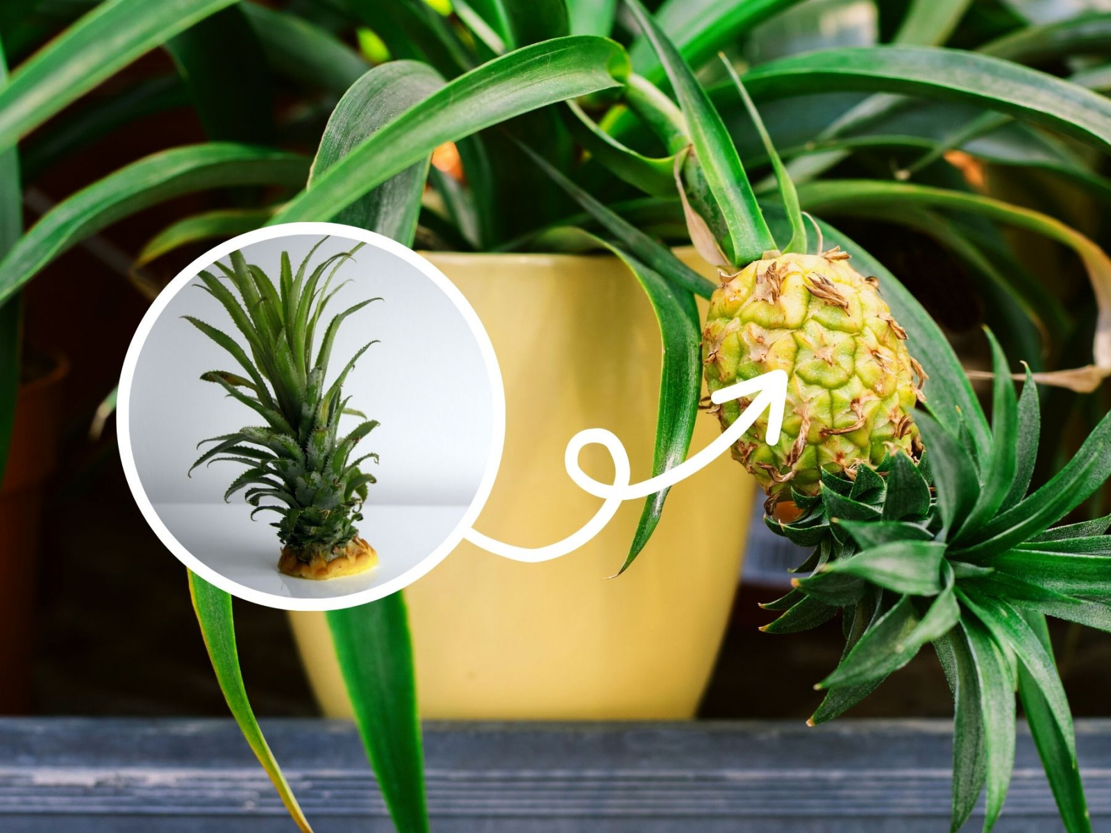 Owoc, który zjesz i posadzisz – ananas! Aby zrobić z niego sadzonkę ...