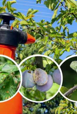 Maciej Aleksandrowicz | Zielony Ogródek