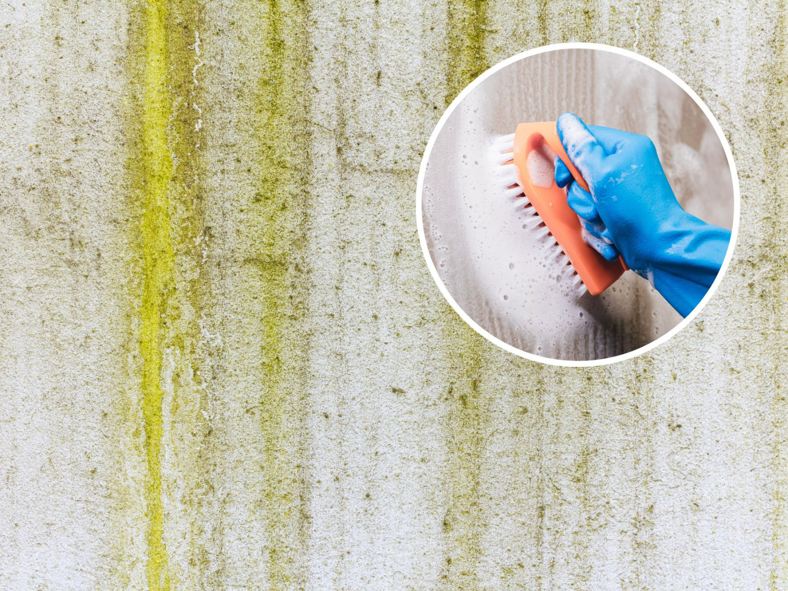 Czy zielony nalot na budynku to problem? Rozwiązanie jest prostsze niż ...