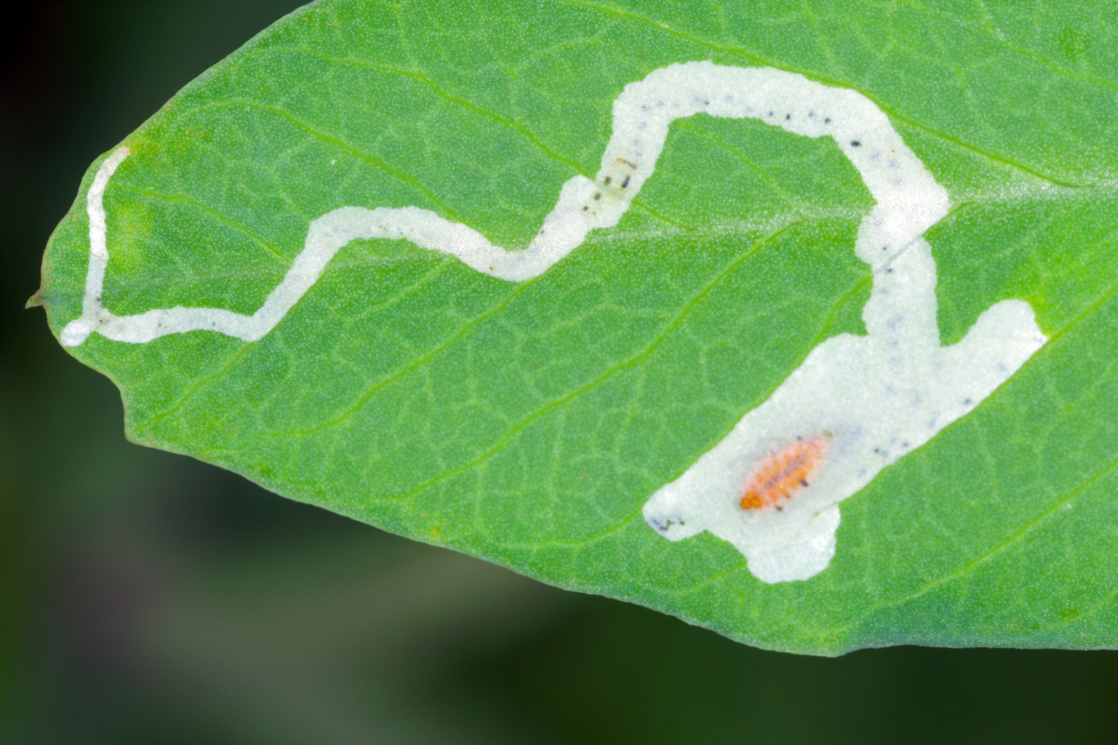 Szkodniki minujące liście warzyw i roślin ozdobnych. Jak zwalczyć miniarki w ogrodzie?