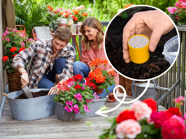 Czy Twoje pelargonie mogą kwitnąć piękniej i dłużej? Oto jak to osiągnąć! | Zielony Ogródek