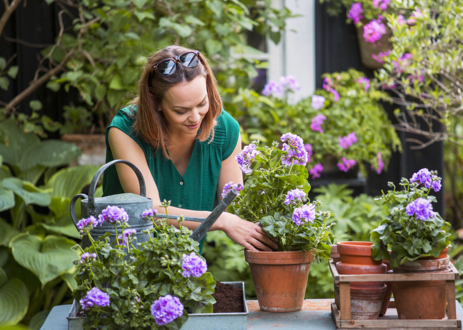 Koniec z uciążliwą pielęgnacją pelargonii! Wykorzystaj te 5 trików! | Zielony Ogródek