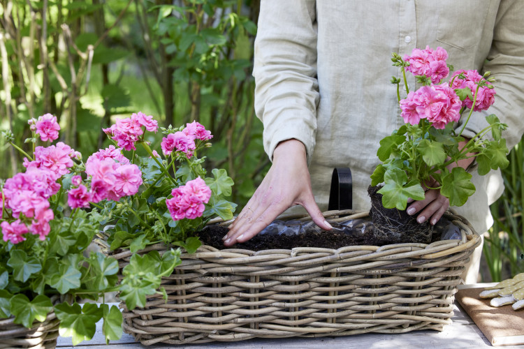 Od sadzenia do kwitnienia. Jak sadzić pelargonie, by cieszyć się kwiatami przez cały sezon?