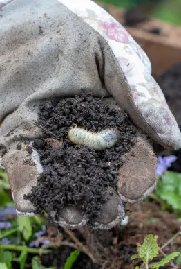 Ziemia / podłoża - 152 artykuły na ten temat! | Zielony Ogródek