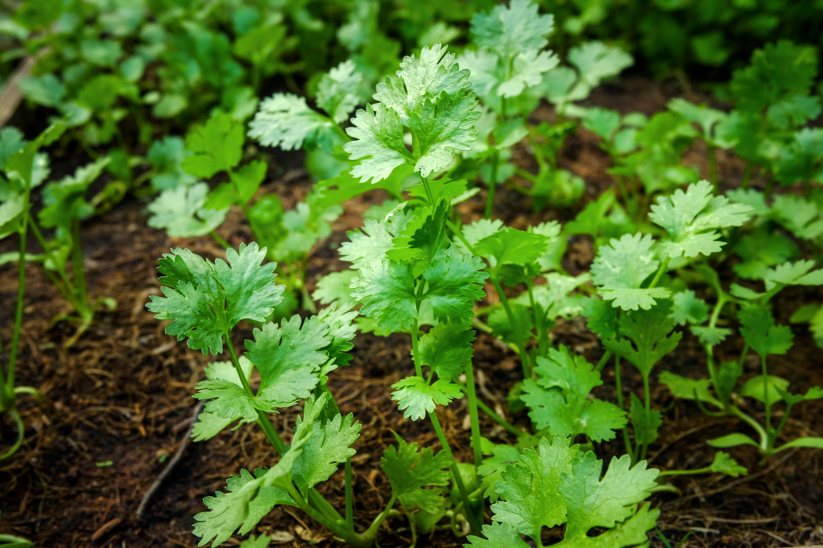 Kolendra siewna (Coriandrum sativum) - opis, wygląd, wymagania, uprawa ...