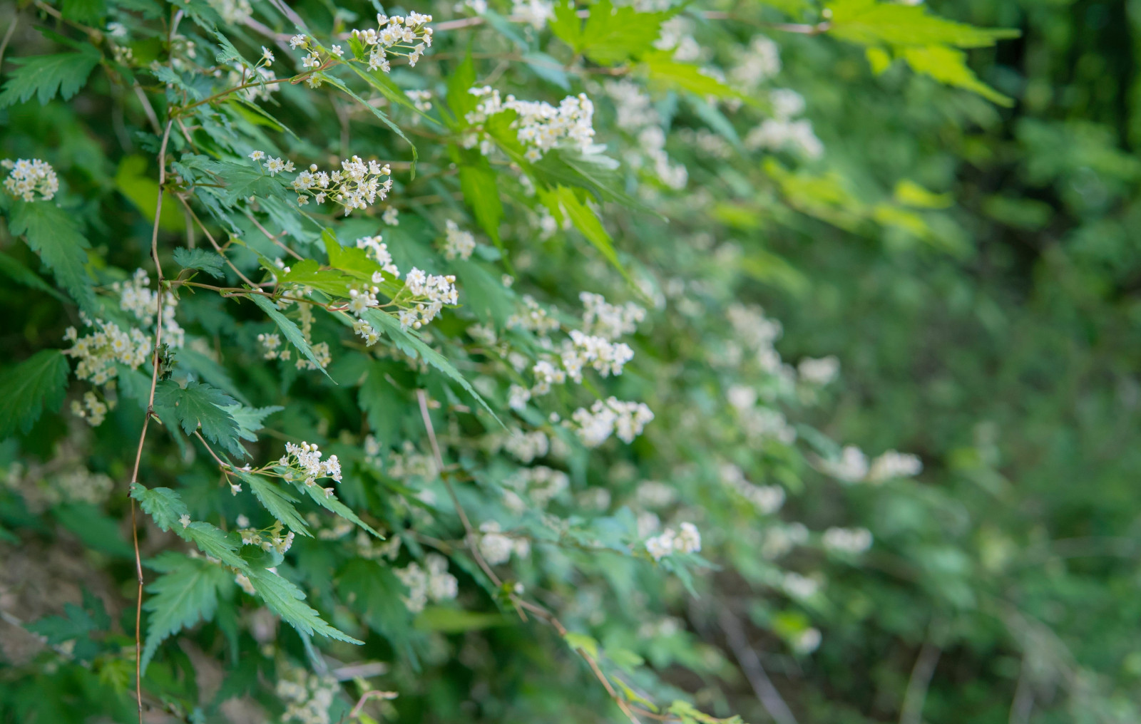 Tawulec pogięty / Stephanandra incisa 'Crispa' (Stephanandra incisa ...