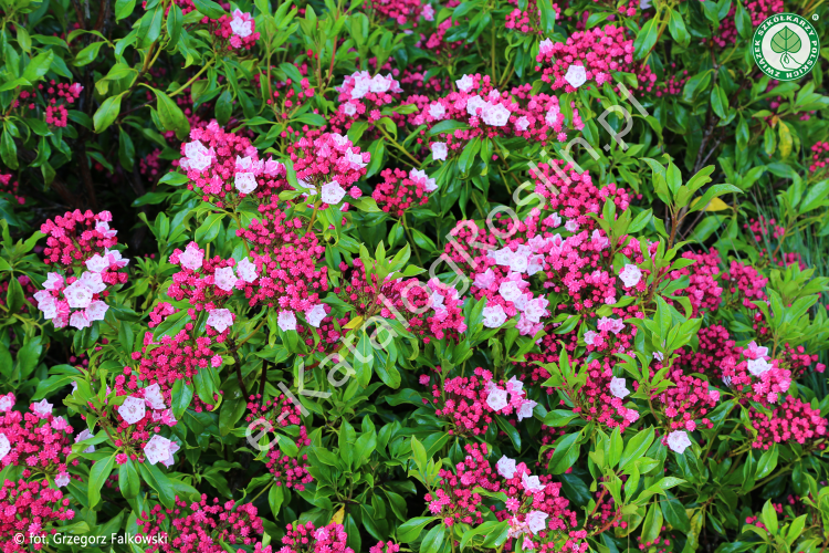 Kalmia szerokolistna 'Ostbo Red' | Roślina tygodnia [25.06.2024 r ...