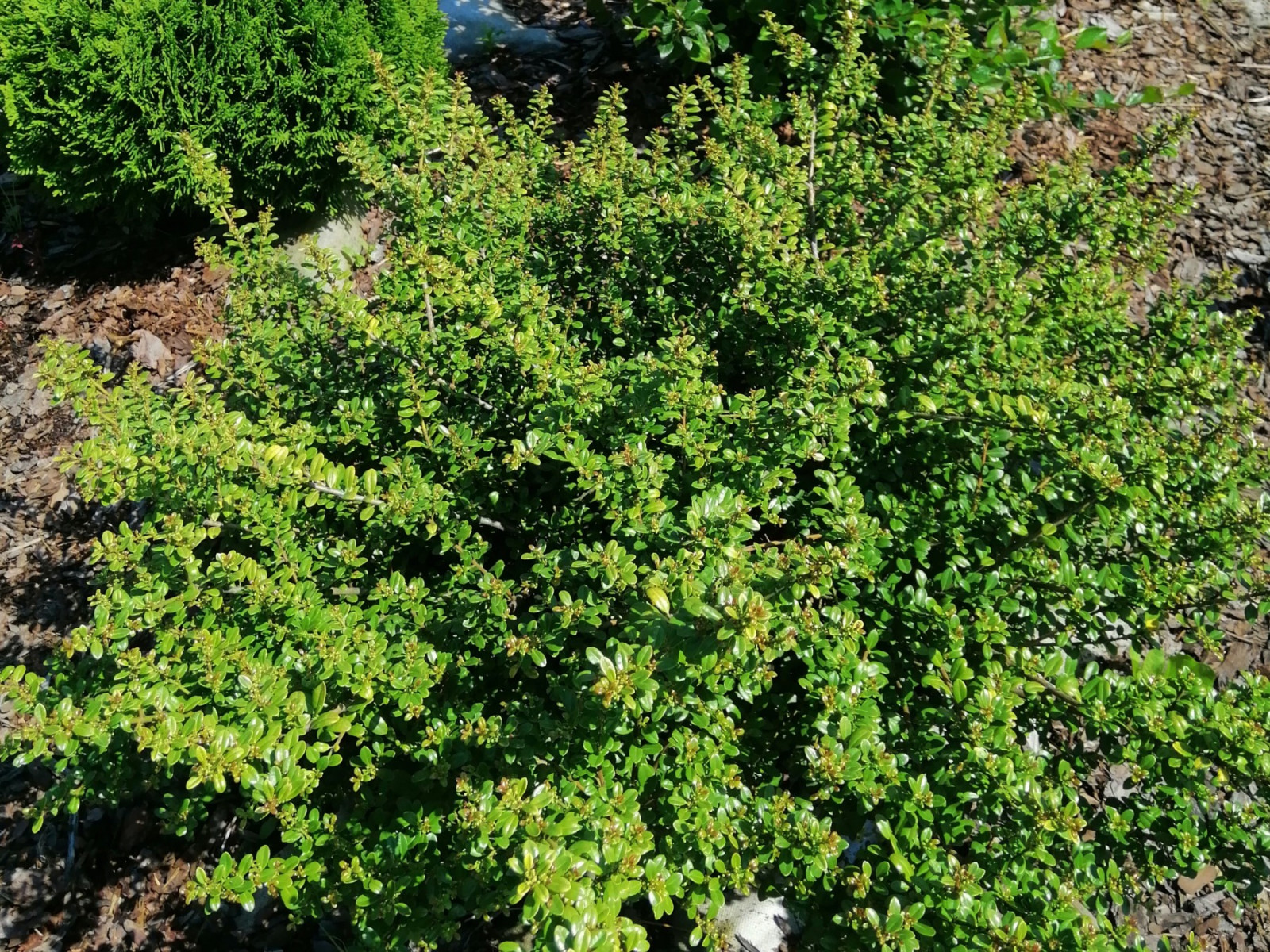 Ostrokrzew bukszpanowy (Ilex crenata) - opis, wygląd, wymagania, uprawa i pielęgnacja | Zielony ...