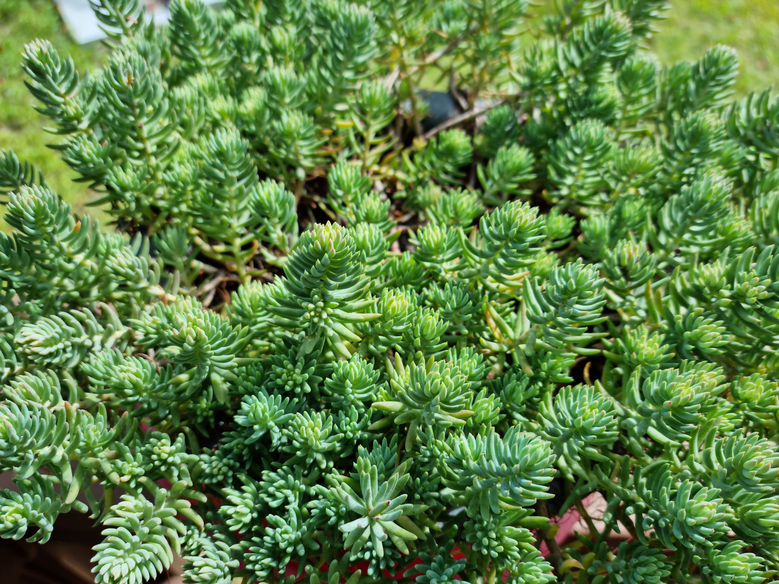 Rozchodnik ościsty (Sedum reflexum syn. Sedum rupestre) - opis, wygląd ...