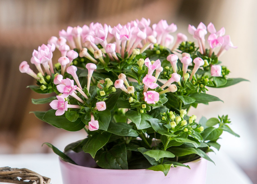 Buwardia (Bouvardia) - opis, wygląd, wymagania, uprawa i pielęgnacja ...