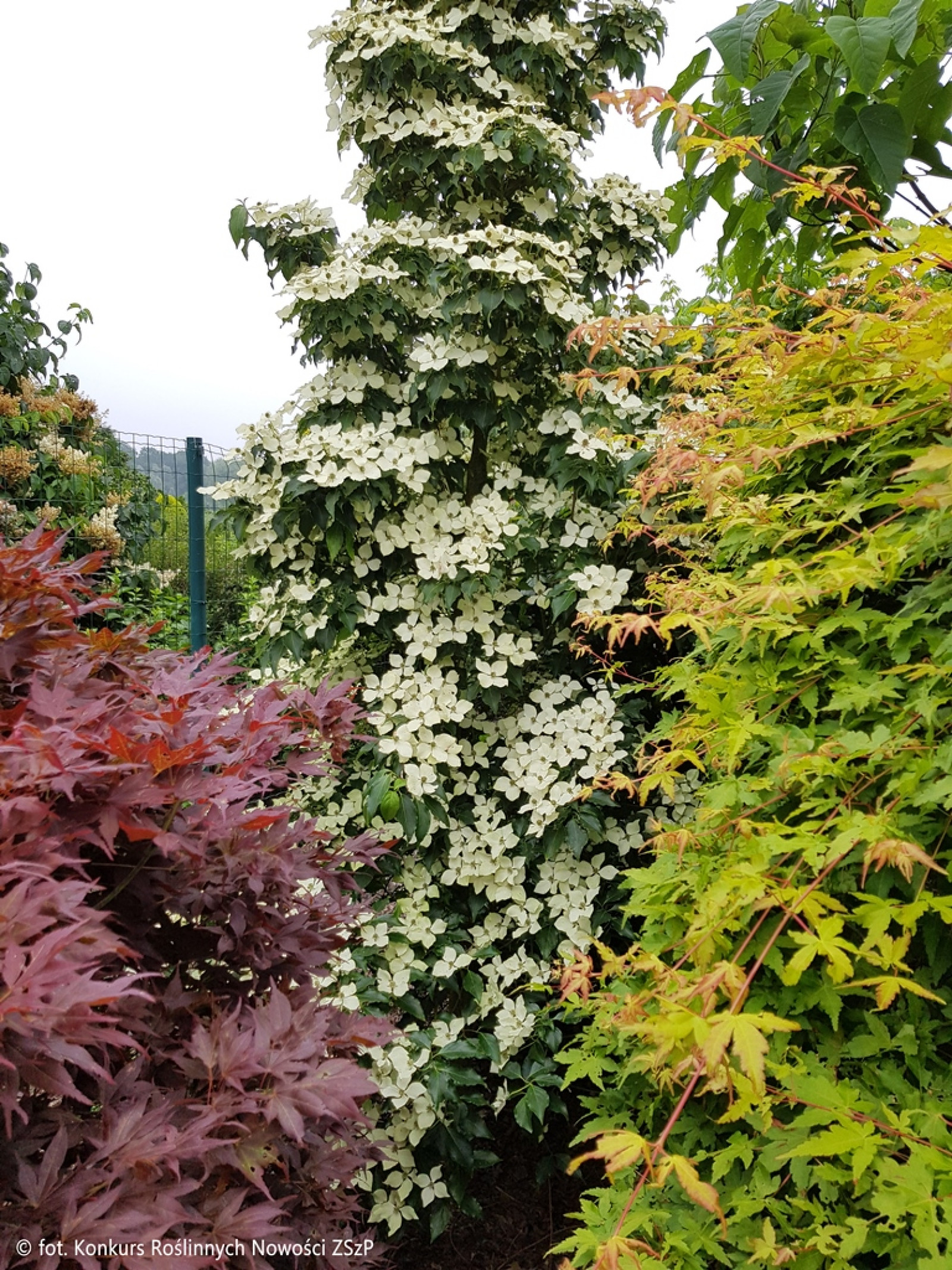 Dereń kousa FLOWER TOWER (Cornus kousa) - opis, wygląd, wymagania ...