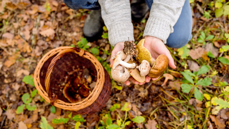 Kiedy jechać na grzyby? Dowiedz się, kiedy zapełnisz koszyk po brzegi