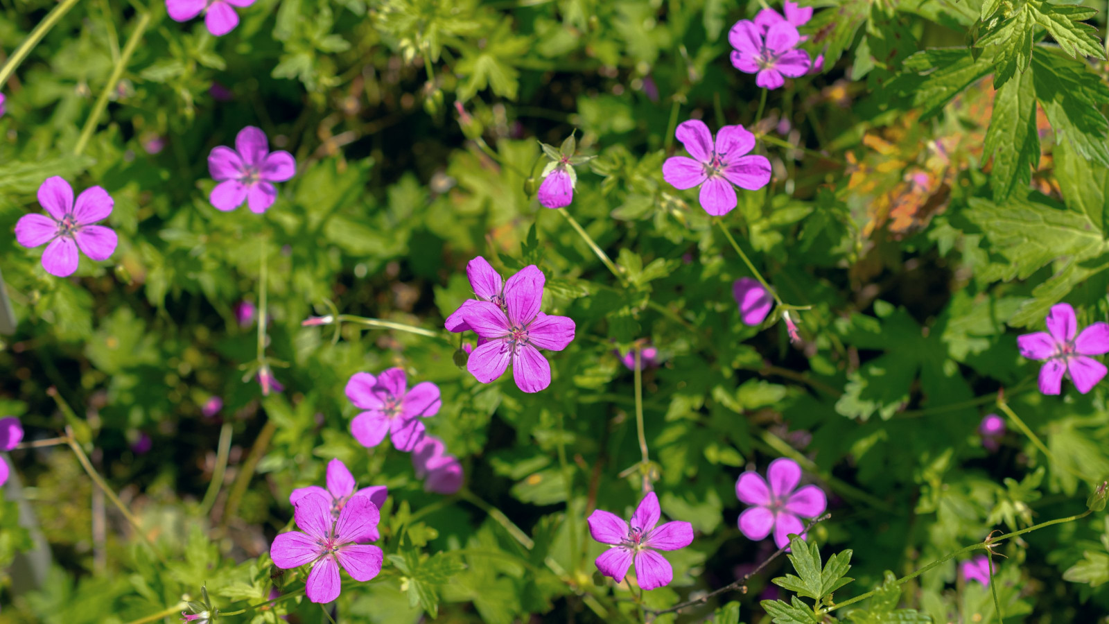 Bodziszek błotny (Geranium palustre) - opis, wygląd, wymagania, uprawa ...
