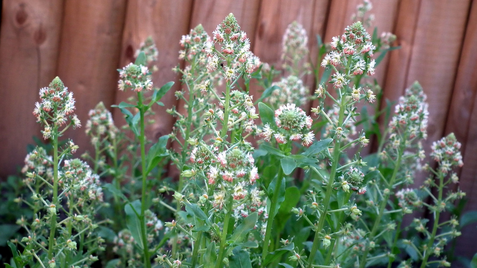 Rezeda wonna (Reseda odorata) - opis, wygląd, wymagania, uprawa i ...