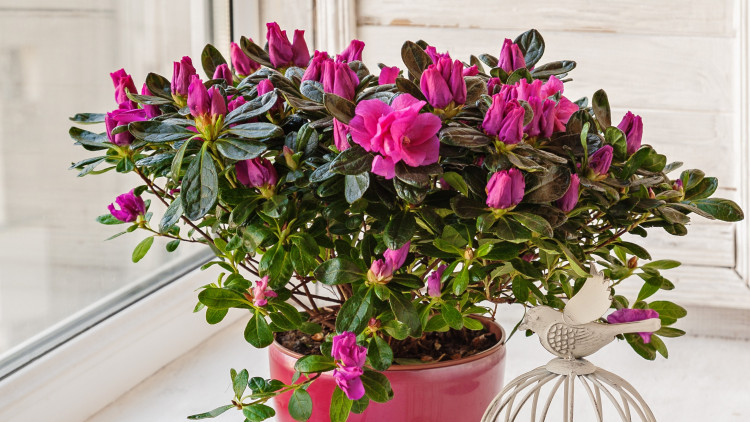 Azalia indyjska - opis, wygląd, wymagania, uprawa i pielęgnacja