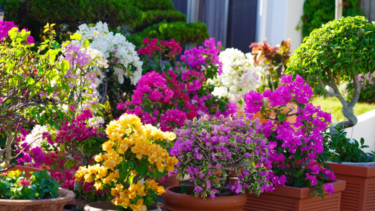 Chcesz mieć rododendrony i azalie na balkonie? Sprawdź, od czego zacząć