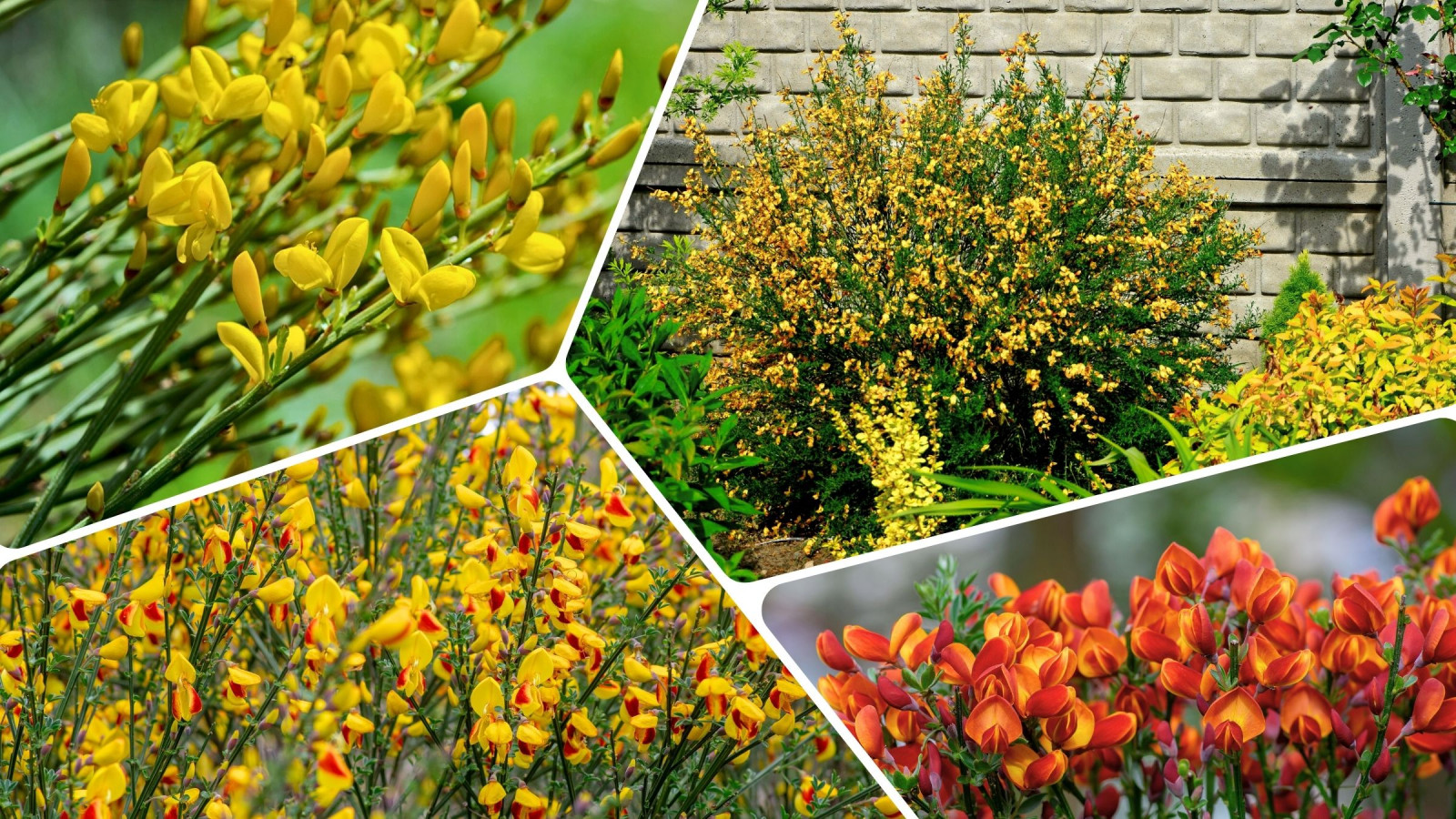 Obficie kwitnąca roślina na trudne gleby? Poznaj żarnowce i sprawdź ...