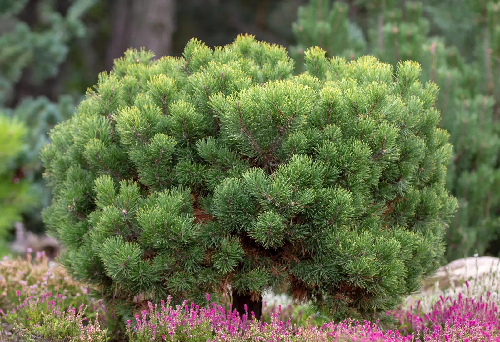 Sosna górska / Kosodrzewina (Pinus mugo) - opis, wygląd, wymagania ...
