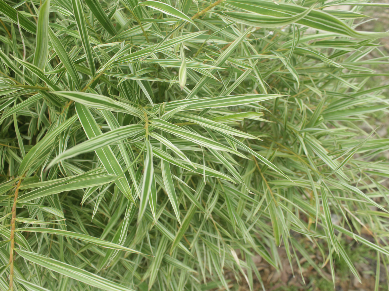 Plejoblast pstry (Pleioblastus variegatus) - opis, wygląd, wymagania ...