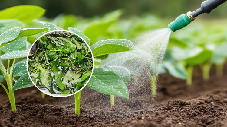 7 domowych pestycydów, które zmienią Twój ogród na zawsze