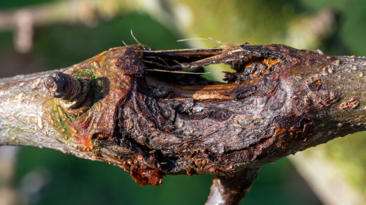 Jaki oprysk na zgorzel kory? Co na raka kory? Ratujemy owocówki przed chorobami