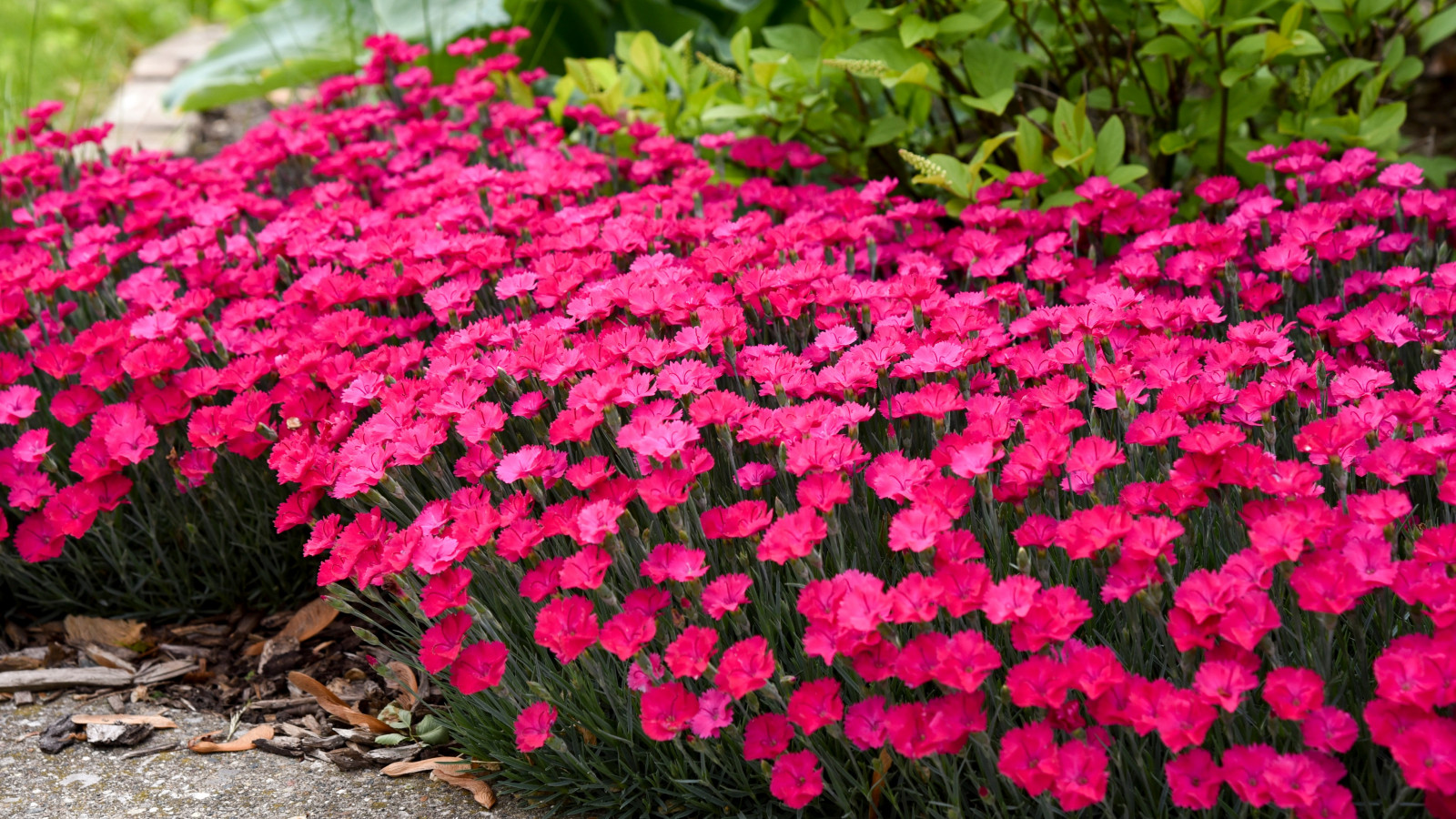 Goździk 'Paint the Town Magenta' (Dianthus hybrid Paint the Town ...