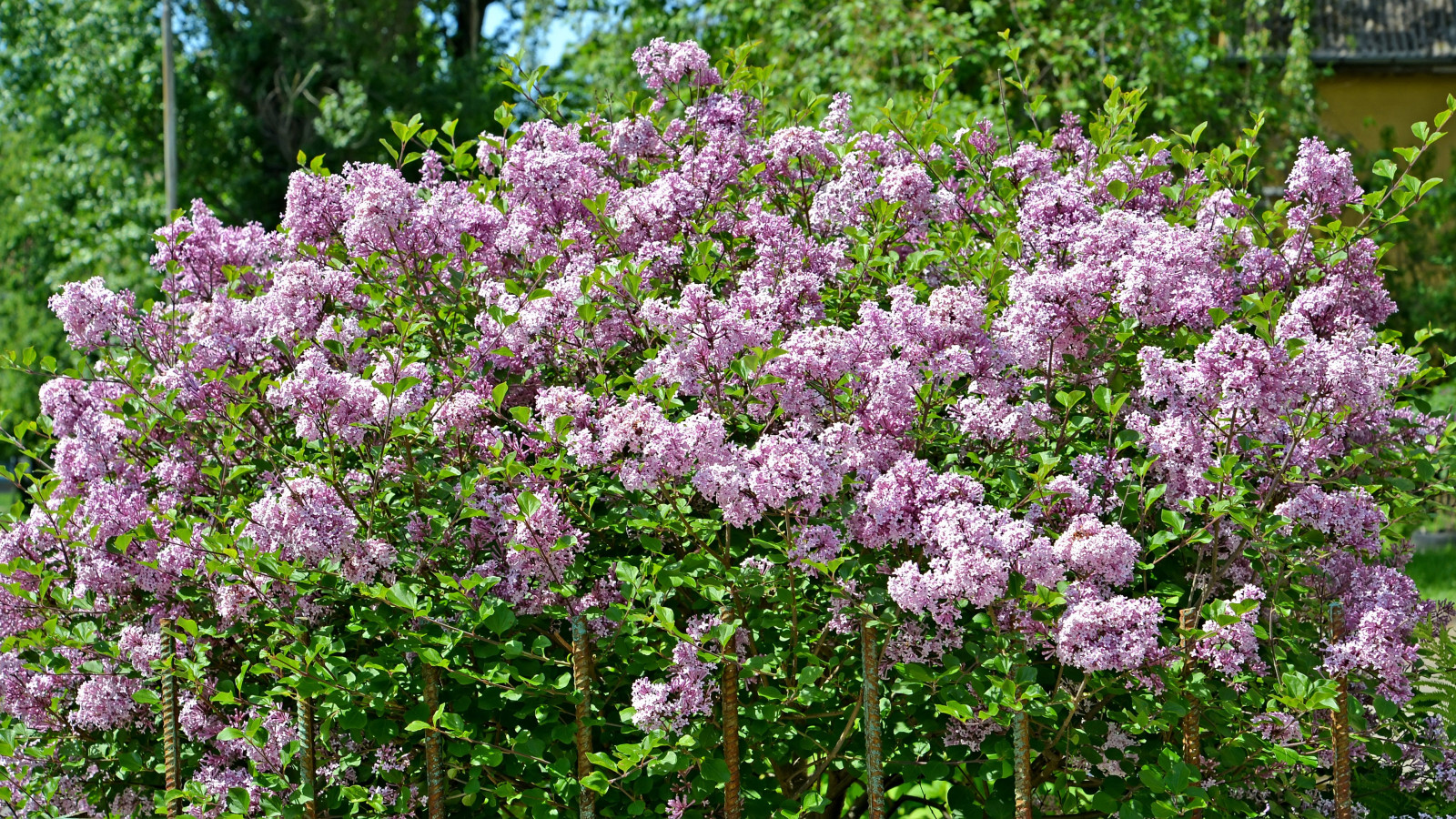 Lilak drobnolistny (Syringa pubescens subsp. microphylla) - opis ...