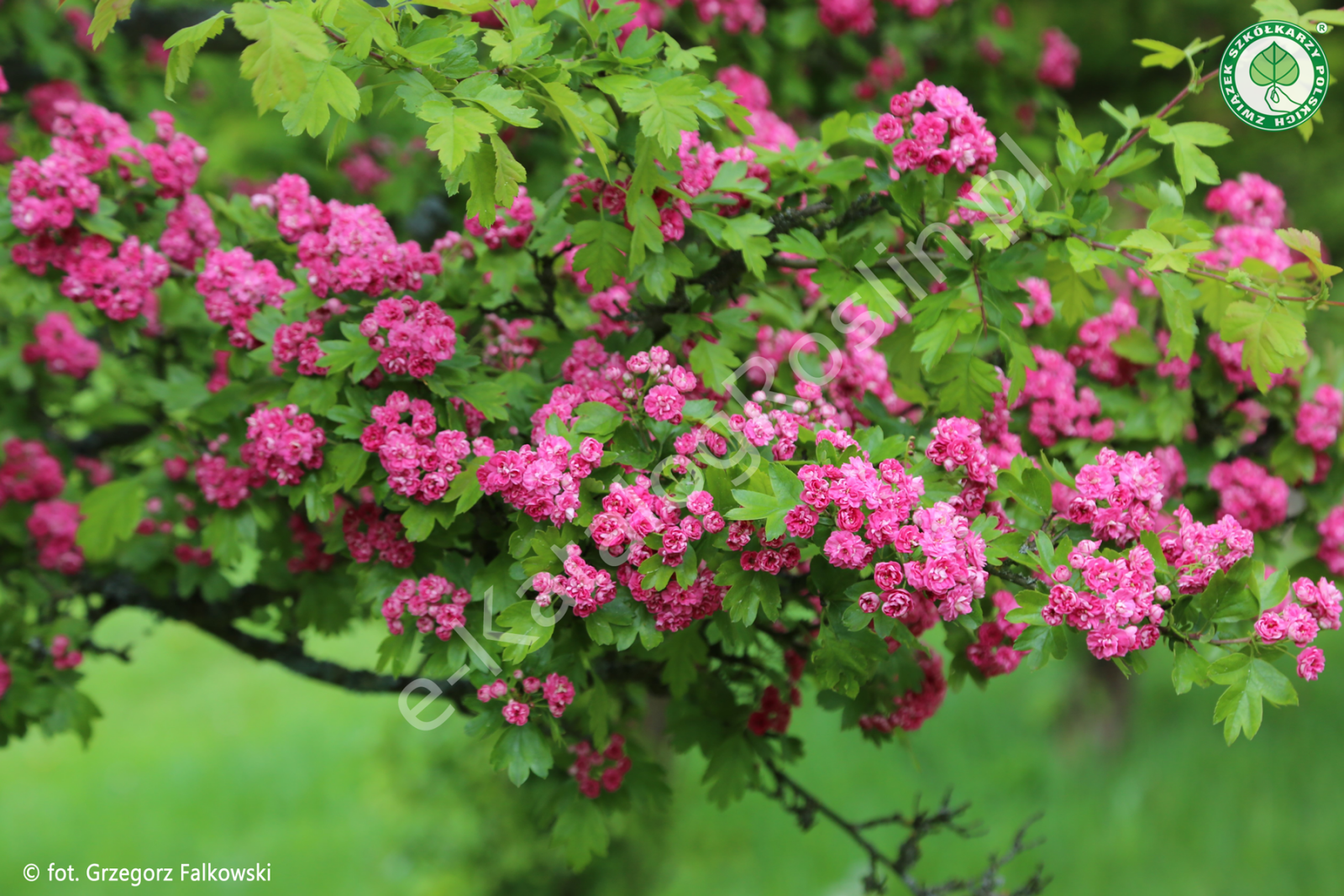 Głóg pośredni 'Paul's Scarlet' | Roślina tygodnia [08.05.2025 r ...