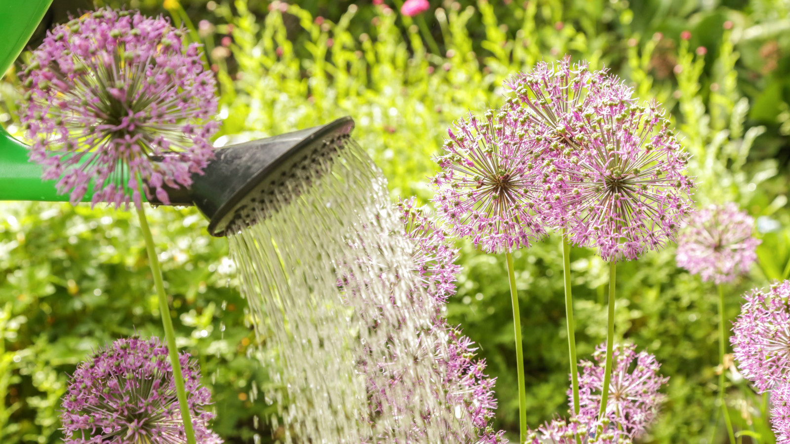 Podlewasz czosnki ozdobne tak jak inne rośliny? Uważaj, bo możesz im ...