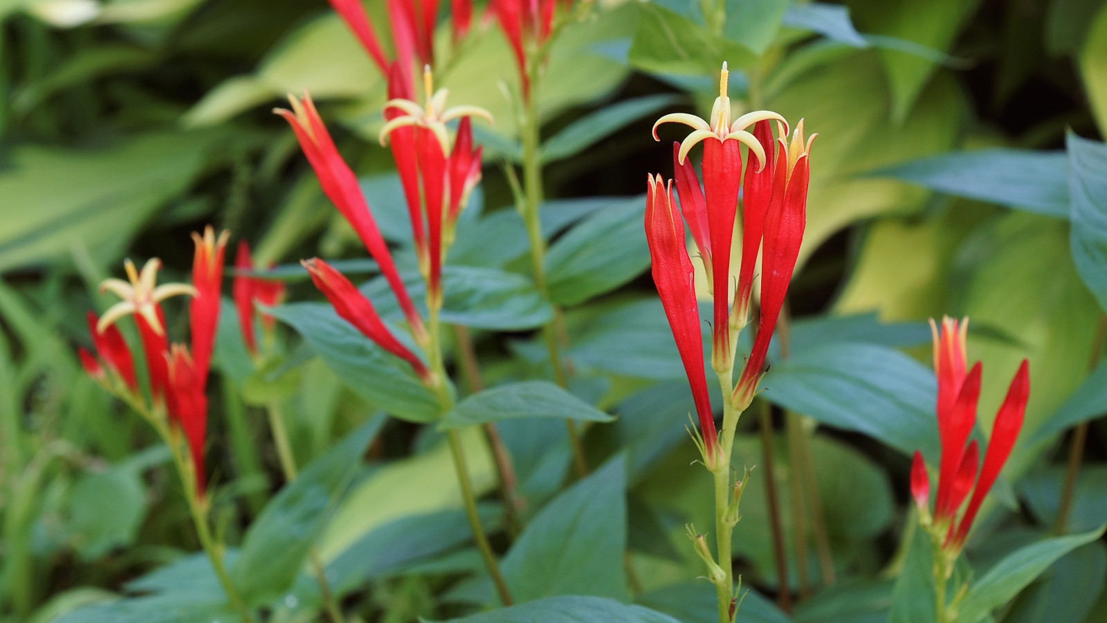 Spigelia marilandica (Spigelia marilandica) - opis, wygląd, wymagania ...