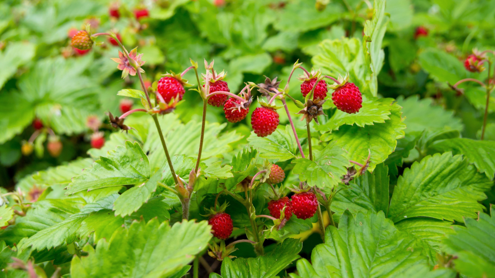 Poziomka pospolita (Fragaria vesca) - opis, wygląd, wymagania, uprawa i ...