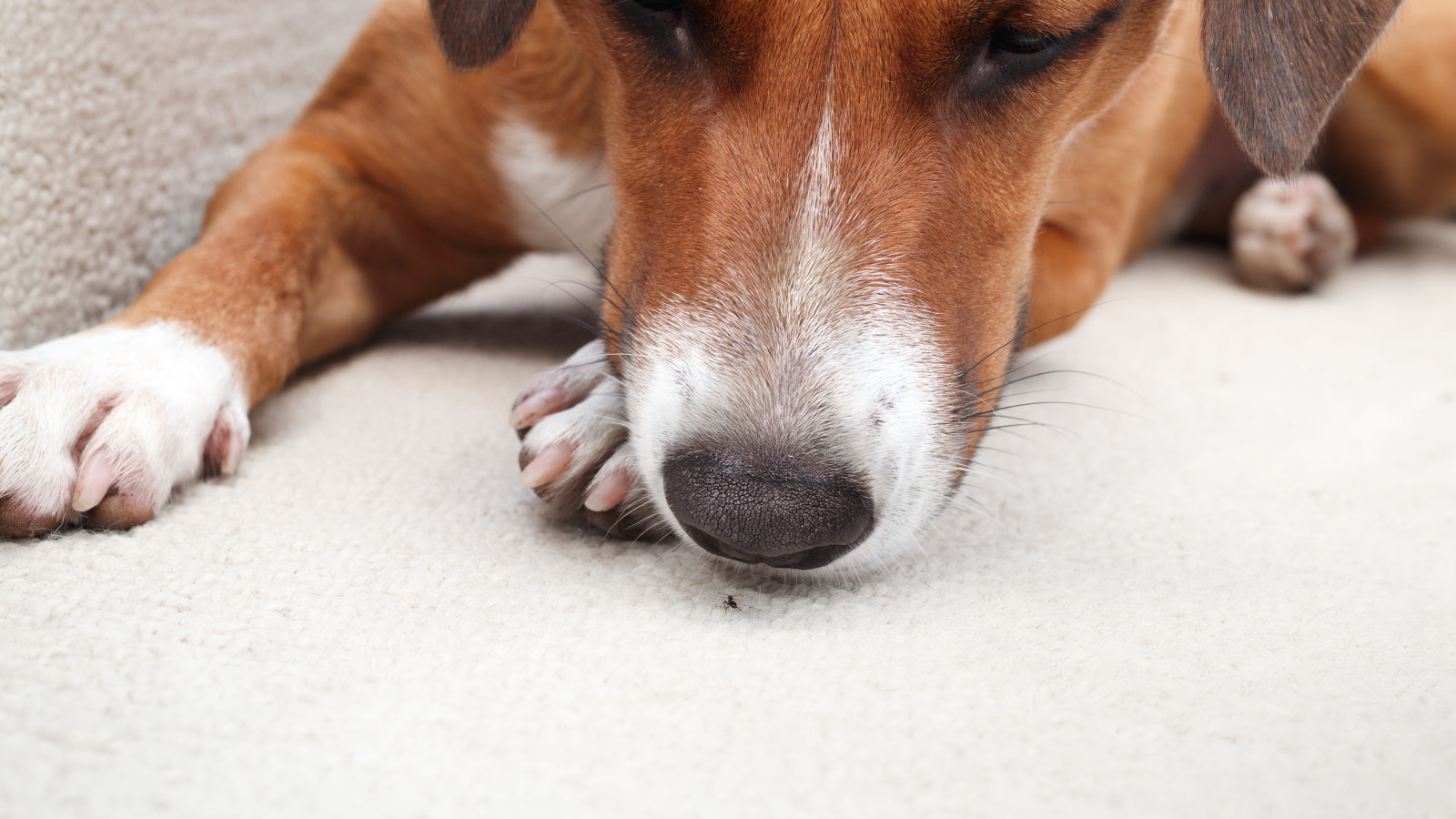 Masz psa lub kota? Tak się NIE walczy ze szkodnikami w domu