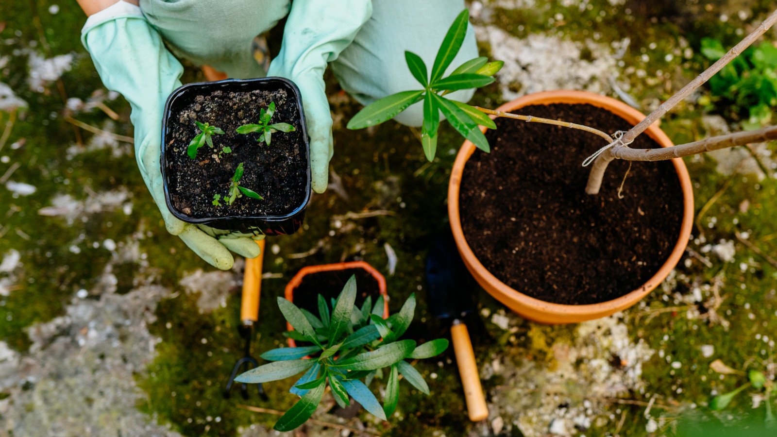 Masz oleandra? Sprawdź, jak zrobić z niego nowe rośliny za darmo