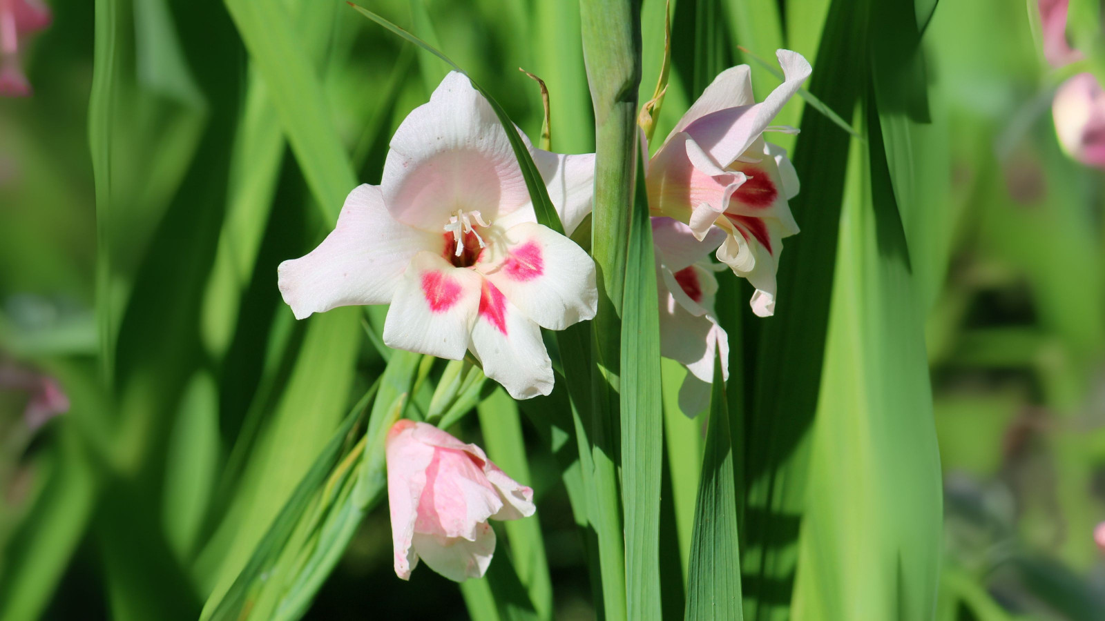 Mieczyk Nanus / Mieczyk karłowy (Gladiolus nanus) - opis, wygląd ...