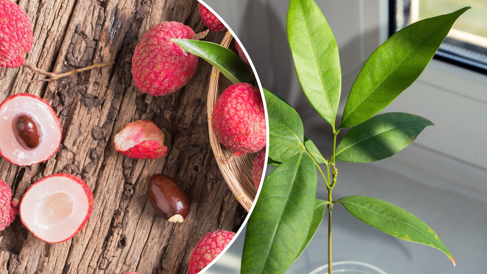 Jak wyhodować liczi w mieszkaniu? Zaskakująco łatwe – wystarczy pestka ...