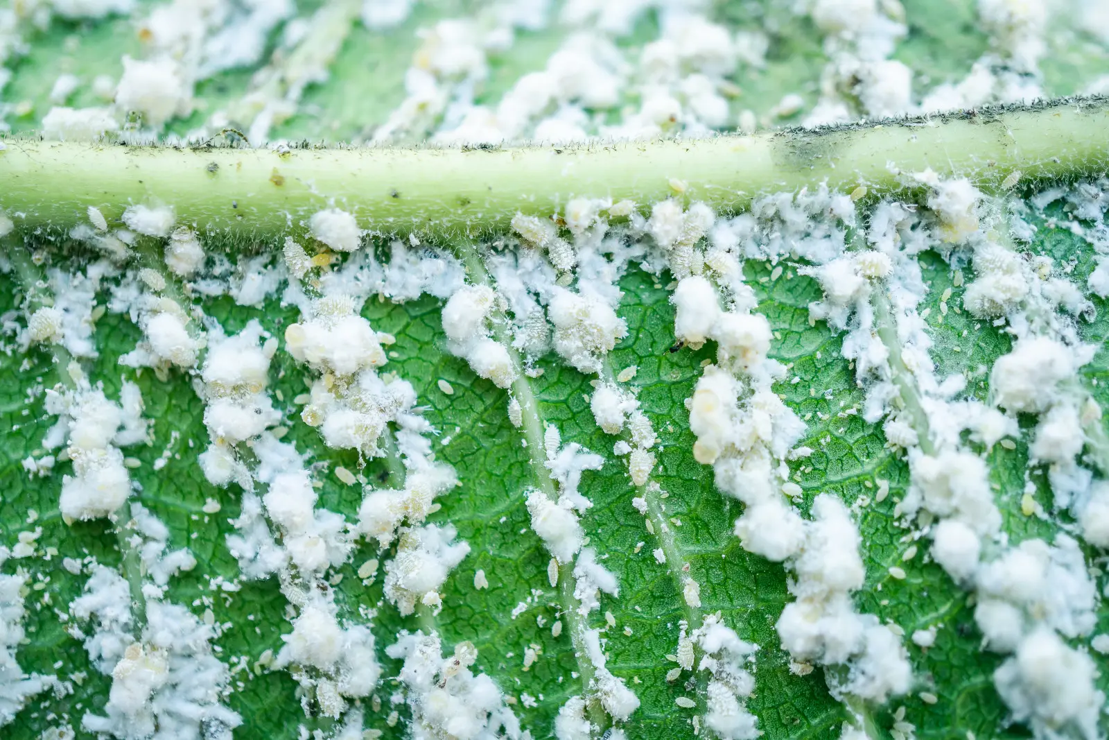 Roślina lepi się jak po cukrze? To znak, że masz nieproszonego gościa