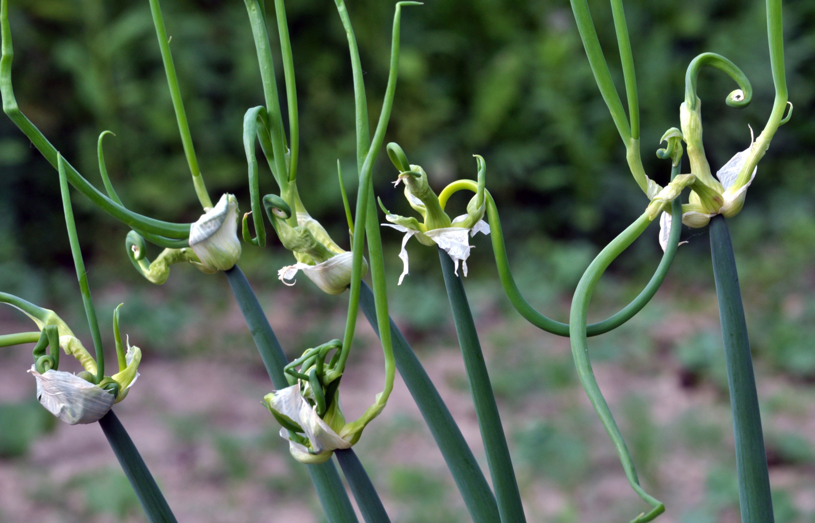 Cebula wielopiętrowa / Cebula egipska (Allium × proliferum) - opis ...