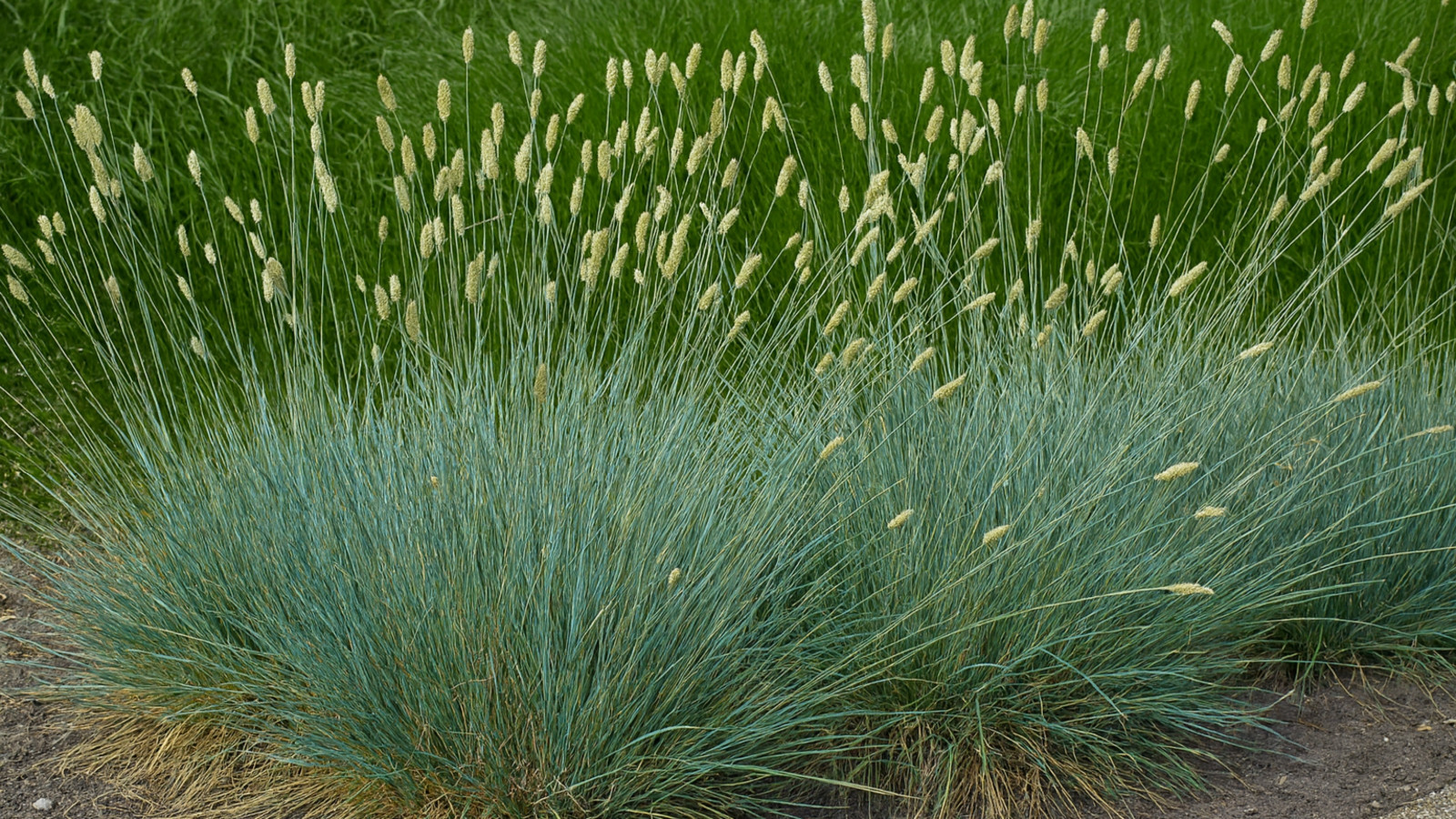 Sesleria lśniąca (Sesleria nitida) - opis, wygląd, wymagania, uprawa i ...