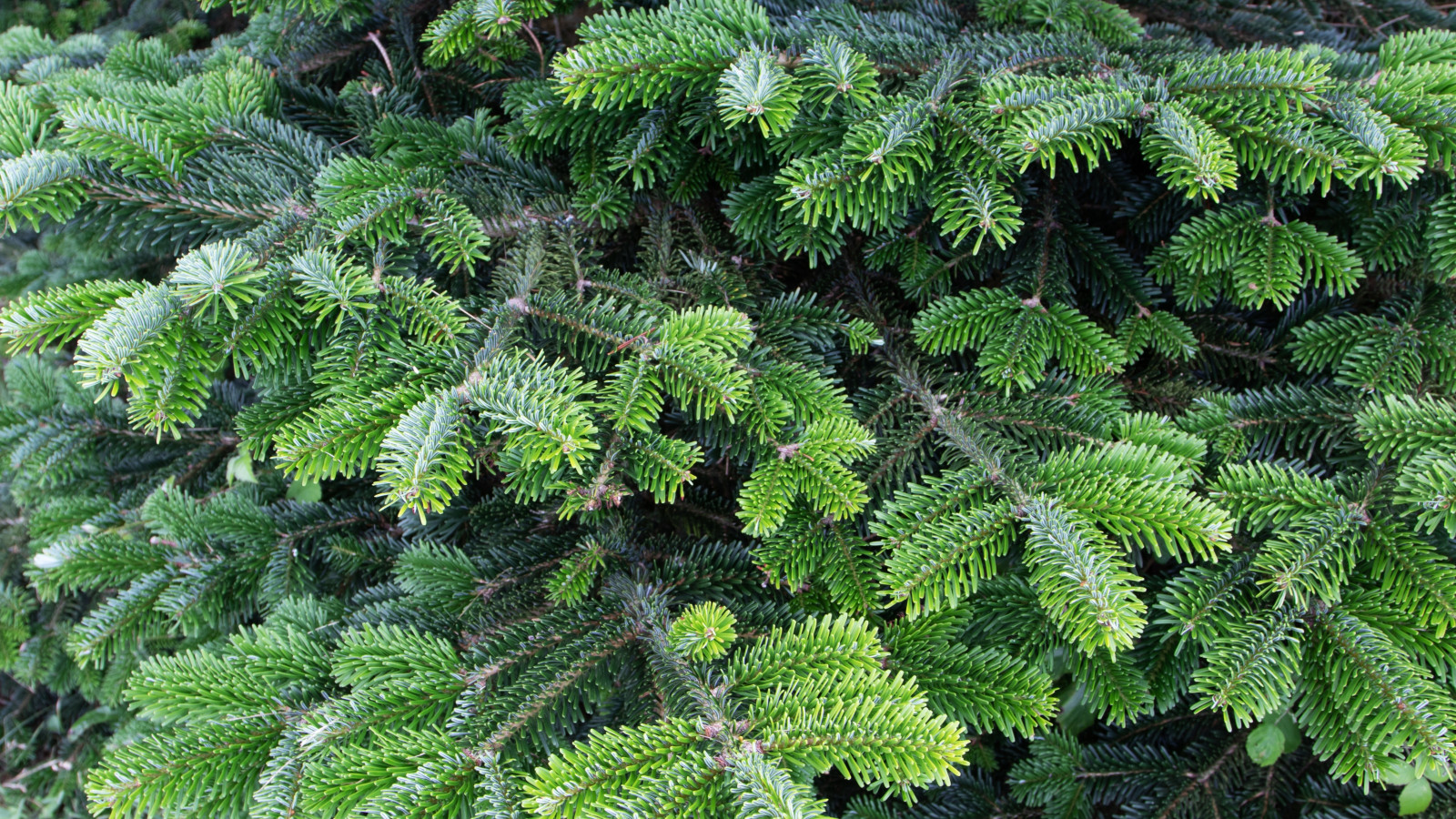 Jodła Frasera (Abies fraseri) - opis, wygląd, wymagania, uprawa i ...