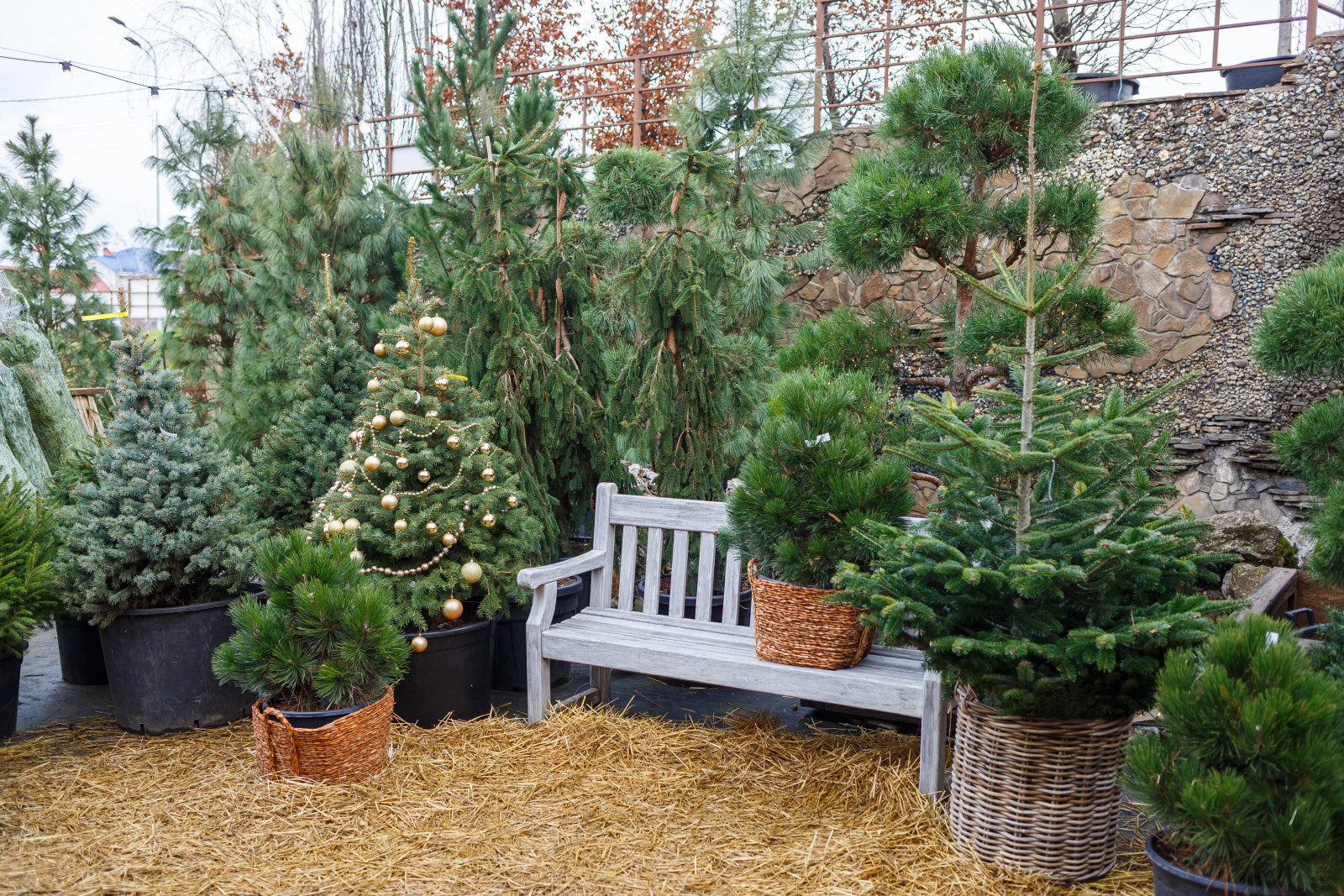 Jakie choinki ogrodowe wybrać? Poradnik o żywych drzewkach sadzonych po ...
